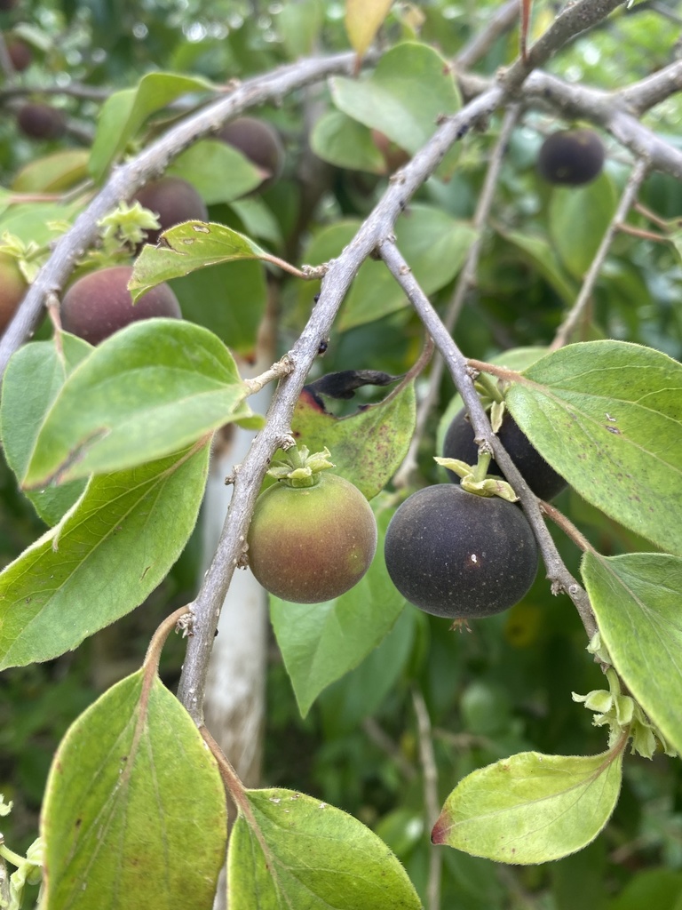 Ceylon Gooseberry (Dovyalis hebecarpa) - Botanical Realm