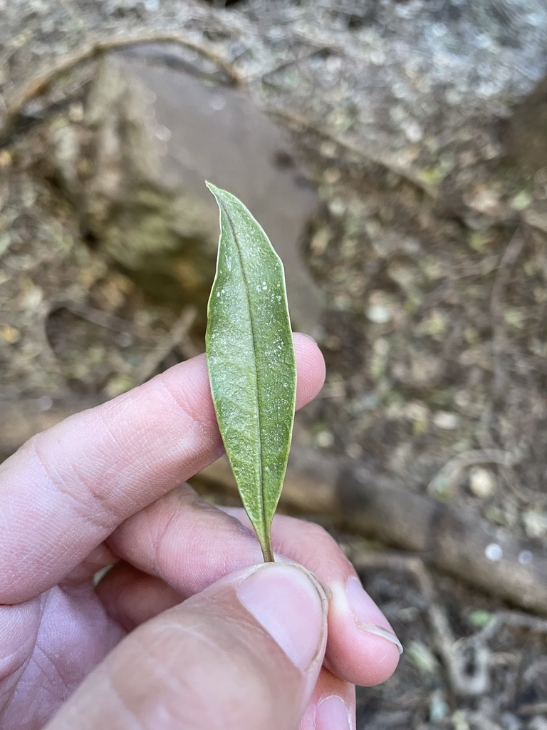 Ngaio from Cacadu, Eastern Cape, South Africa on September 23, 2021 at ...