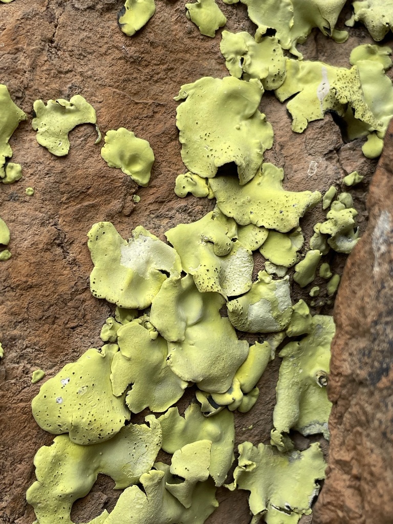 African Gold Lichen from Cacadu, Eastern Cape, South Africa on ...