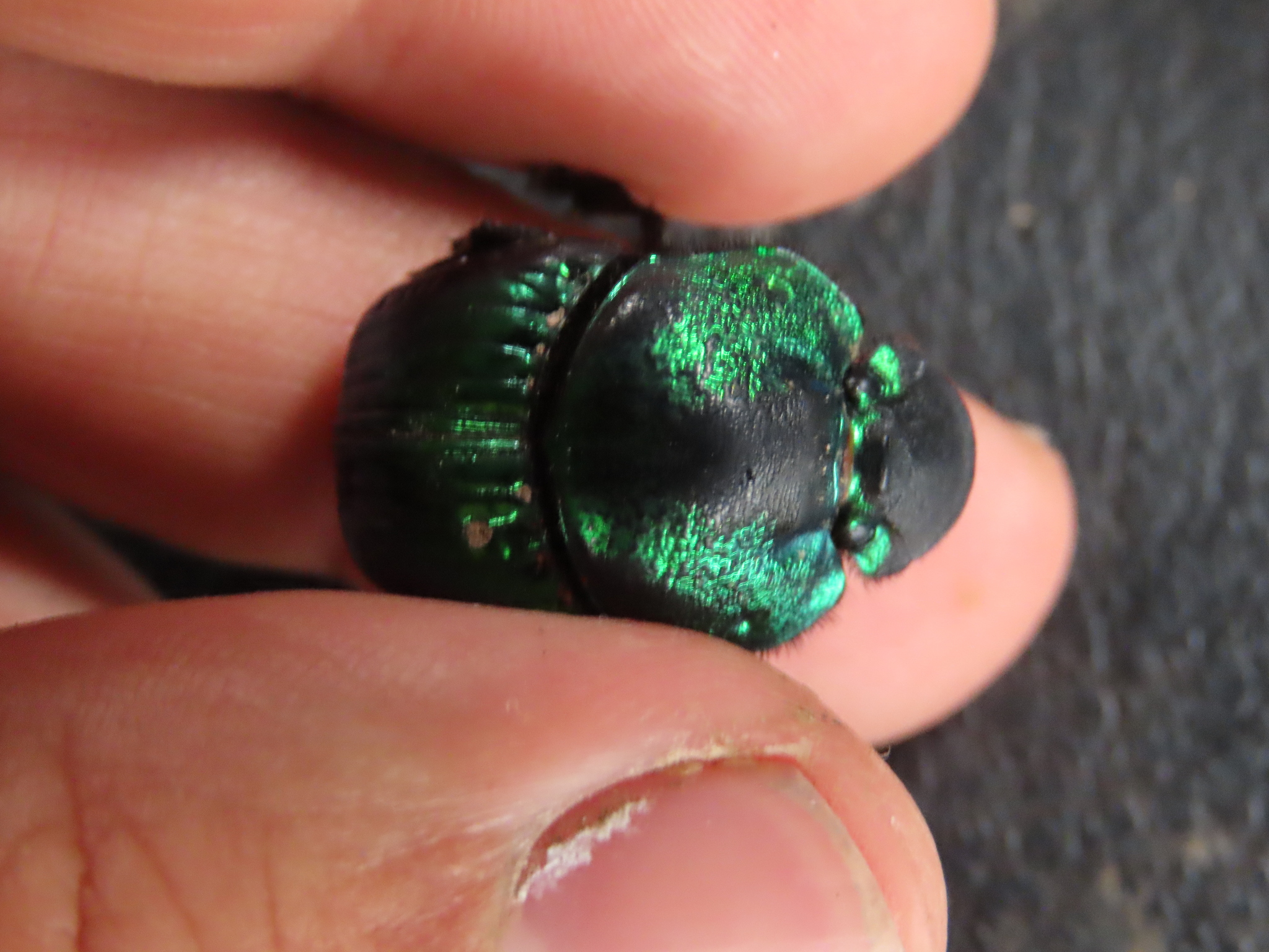 Phanaeus demon Castelnau, 1840