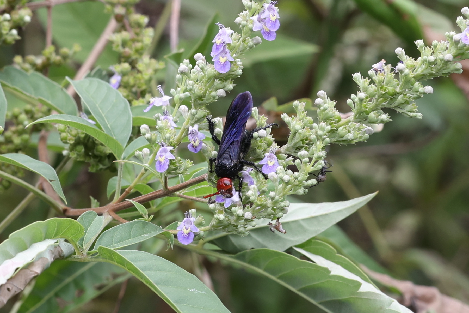 Austroscolia ruficeps (Smith, 1855)