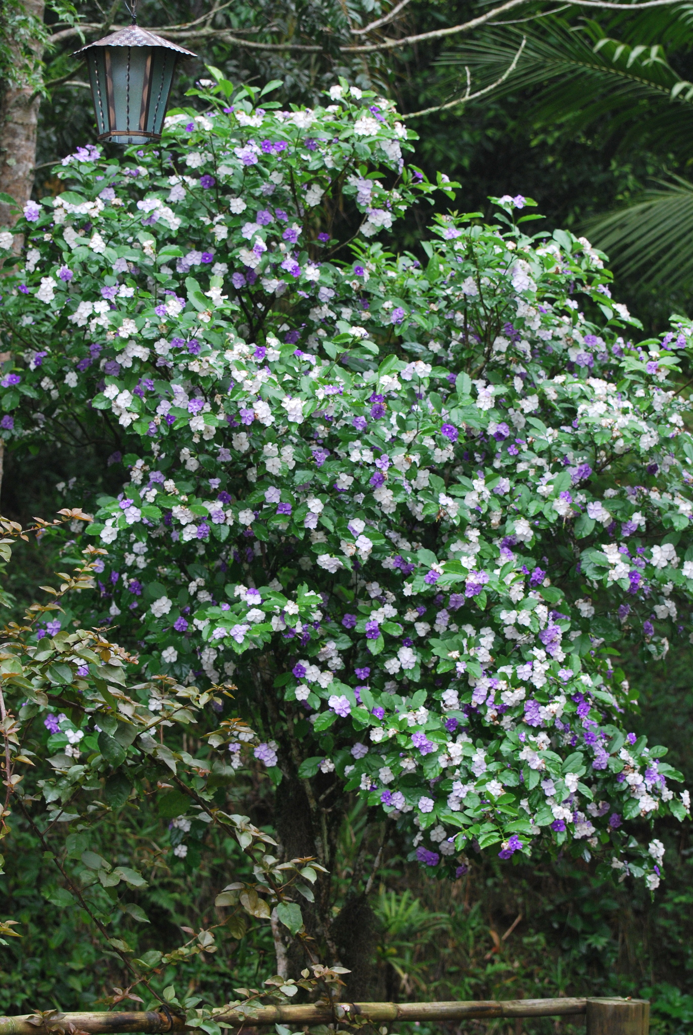 Brunfelsia uniflora (Pohl) D.Don