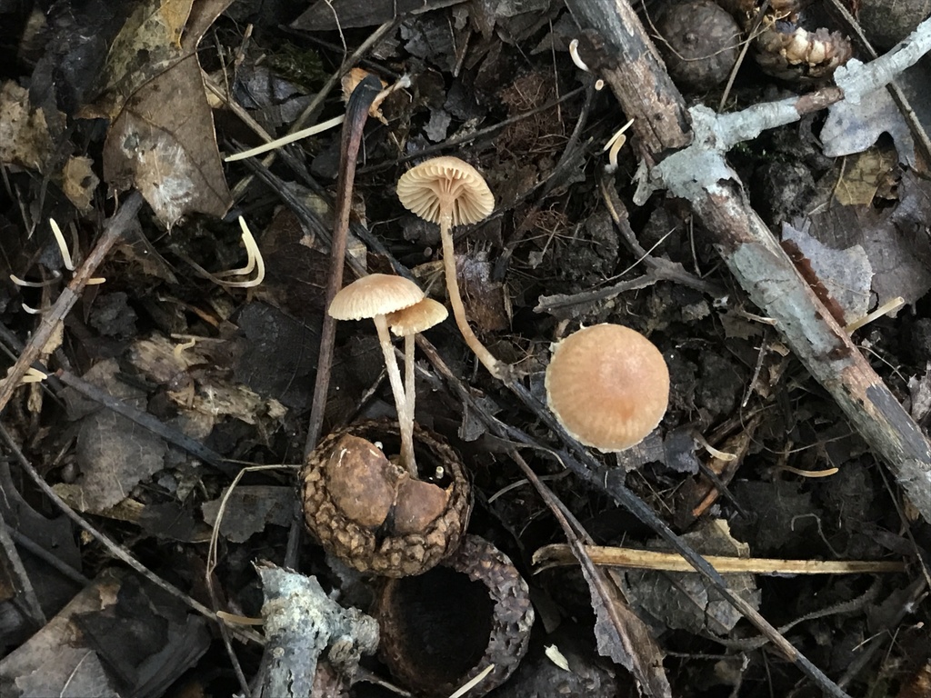Twiglets from Albert Johnson Rd, Nashville, IN, US on October 08, 2021 ...
