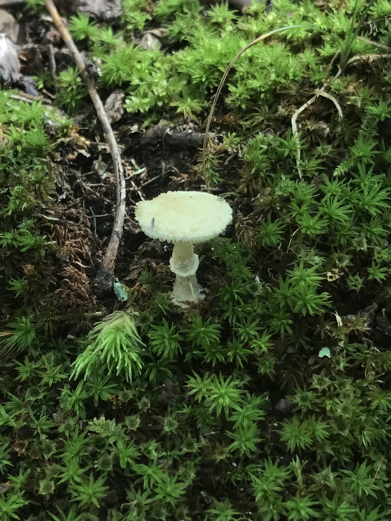 False Death-cap from Albert Johnson Rd, Nashville, IN, US on October 8 ...