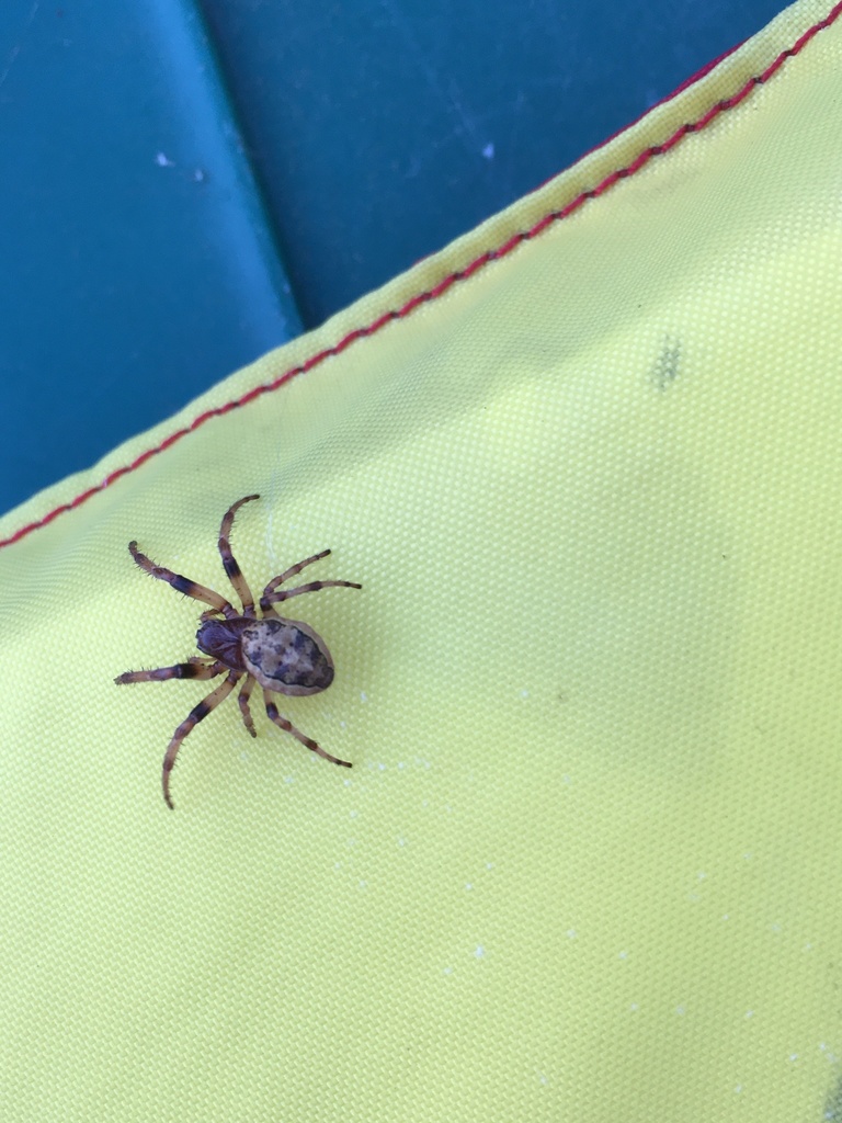 Furrow Spiders from Cheshire County, US-NH, US on October 07, 2021 at ...