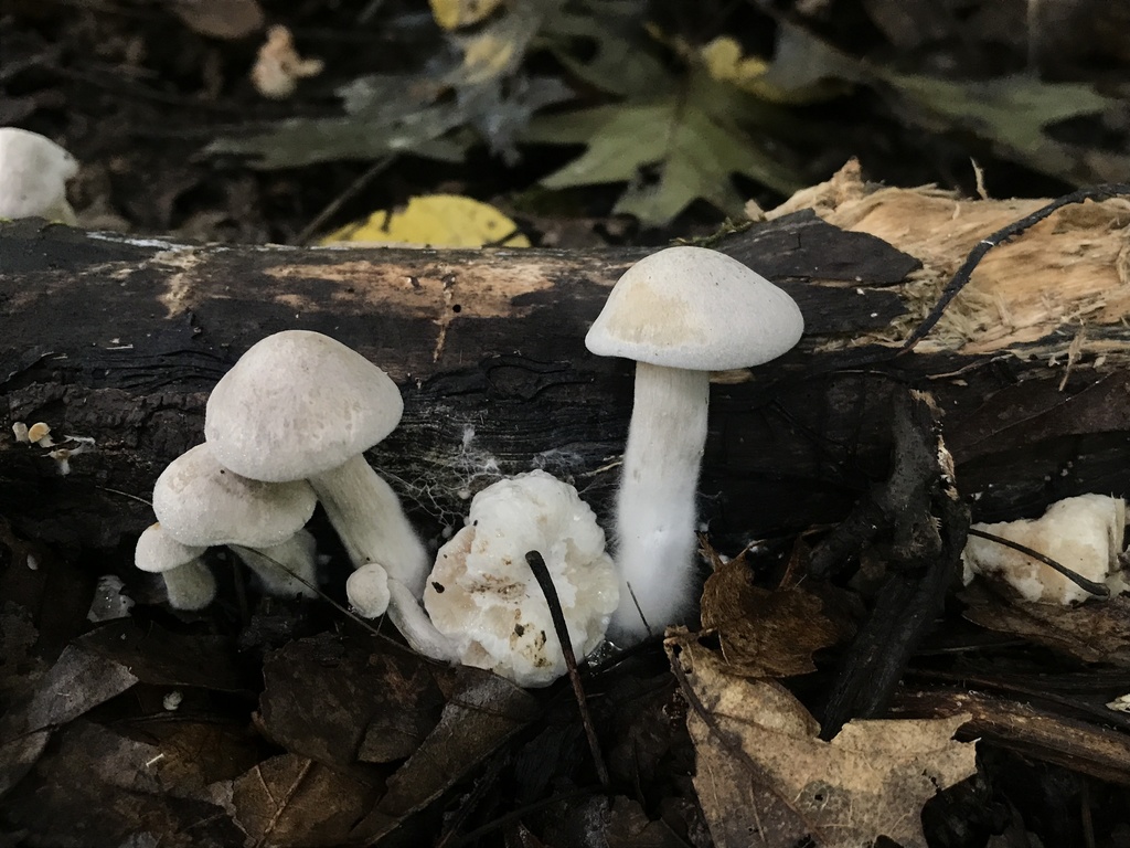 Aborted entoloma from Albert Johnson Rd, Nashville, IN, US on October 8 ...