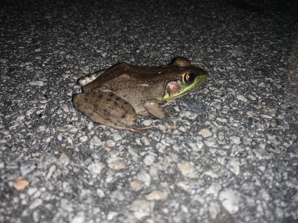 Green Frog from Effingham County, GA, USA on September 09, 2021 at 08: ...