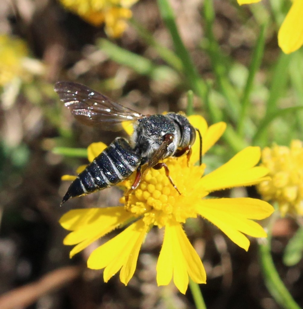 Eight-toothed Cuckoo Leaf-cutter Bee from Rusk County, TX, USA on ...
