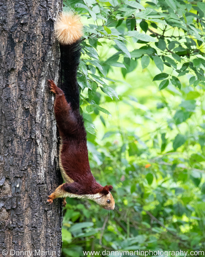Indian Giant Squirrel (Ratufa indica) - Know Your Mammals