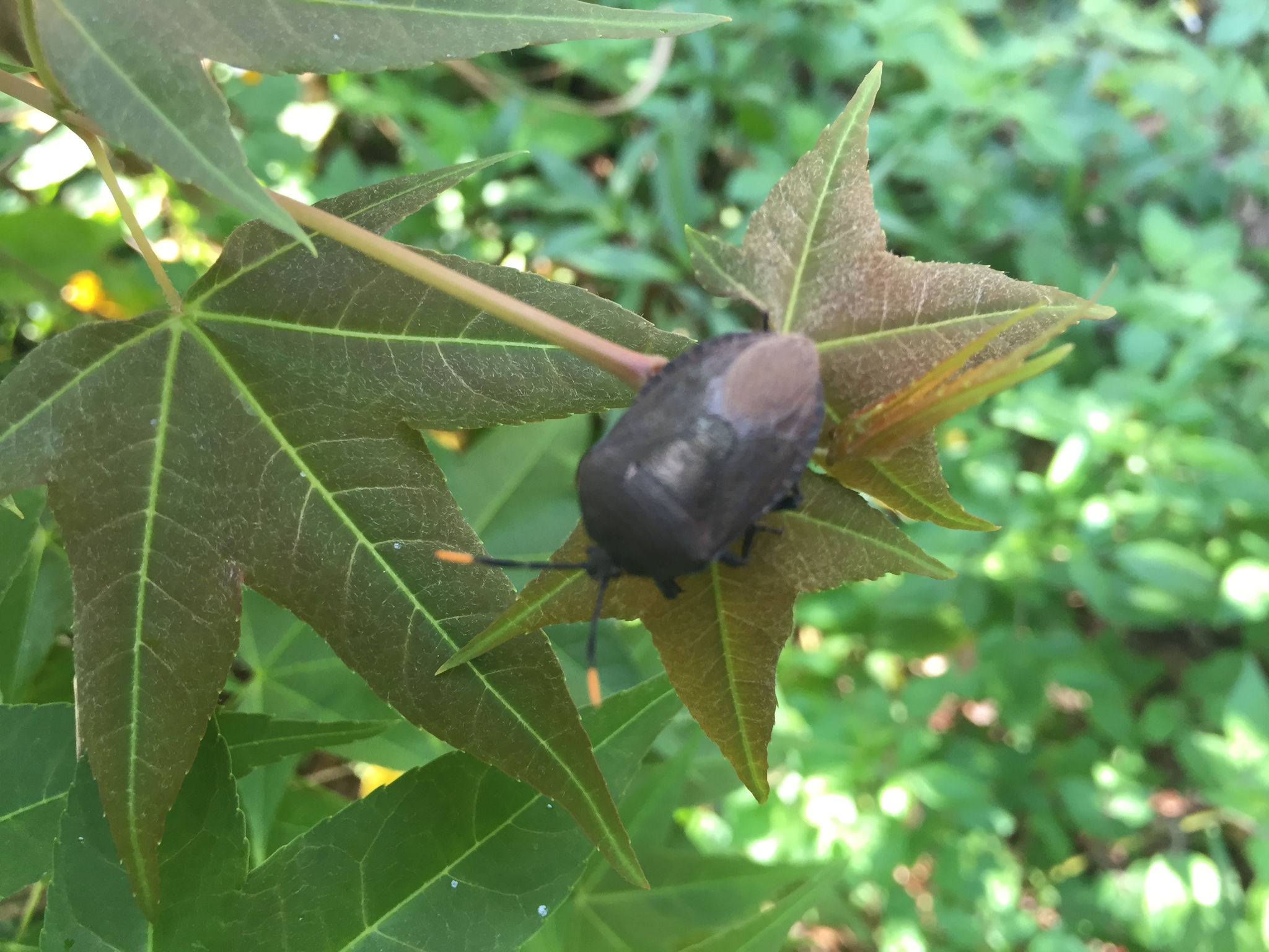 Coridius chinensis (Dallas, 1851)
