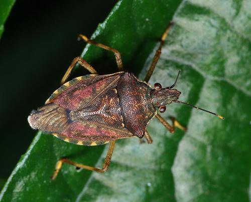 Genus Jugalpada · iNaturalist