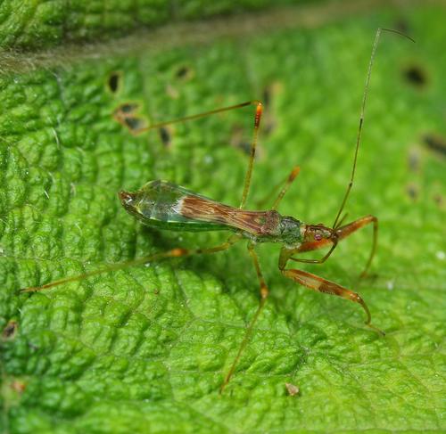 Gorpis annulatus · iNaturalist