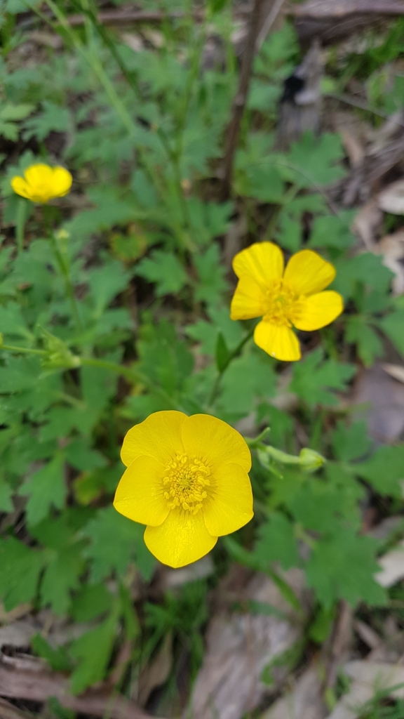 Australian Buttercup (Ranunculus lappaceus) - Botanical Realm