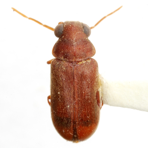 Ernobius granulatus · NaturaLista Colombia