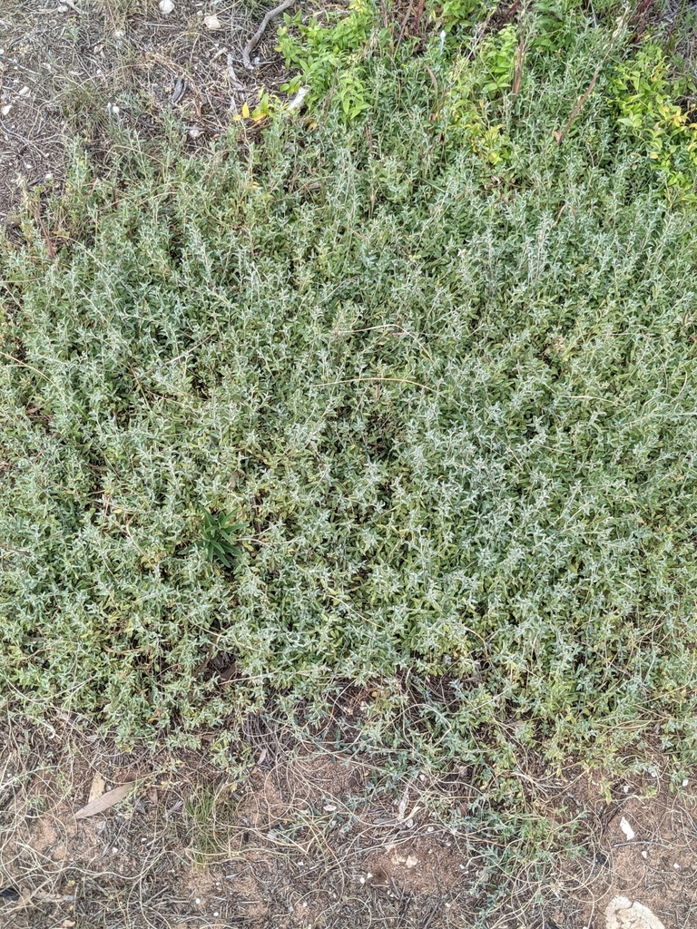 Atriplex acutibractea from Yorketown SA 5576, Australia on October 09 ...