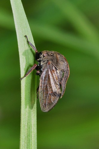 Genus Centrotus · iNaturalist