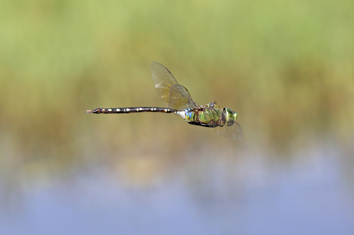 Green Emperor (Anax gibbosulus) · iNaturalist United Kingdom