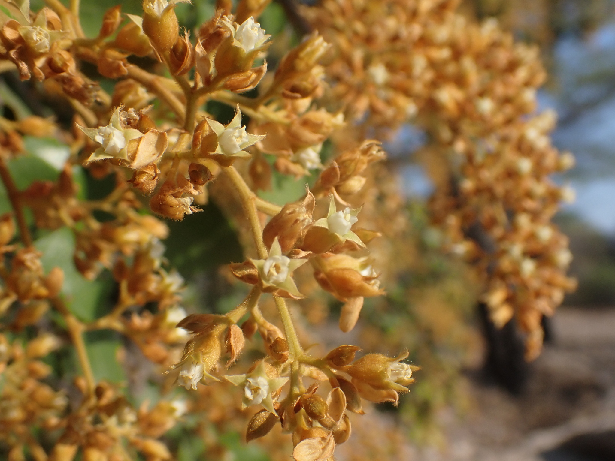 Parinari curatellifolia Planch. ex Benth.