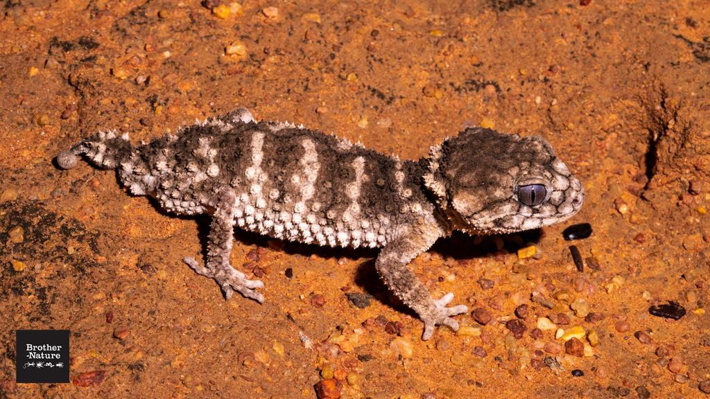 Spiny Knob-tailed Gecko from Bimblebox nature refuge on October 5, 2021 ...