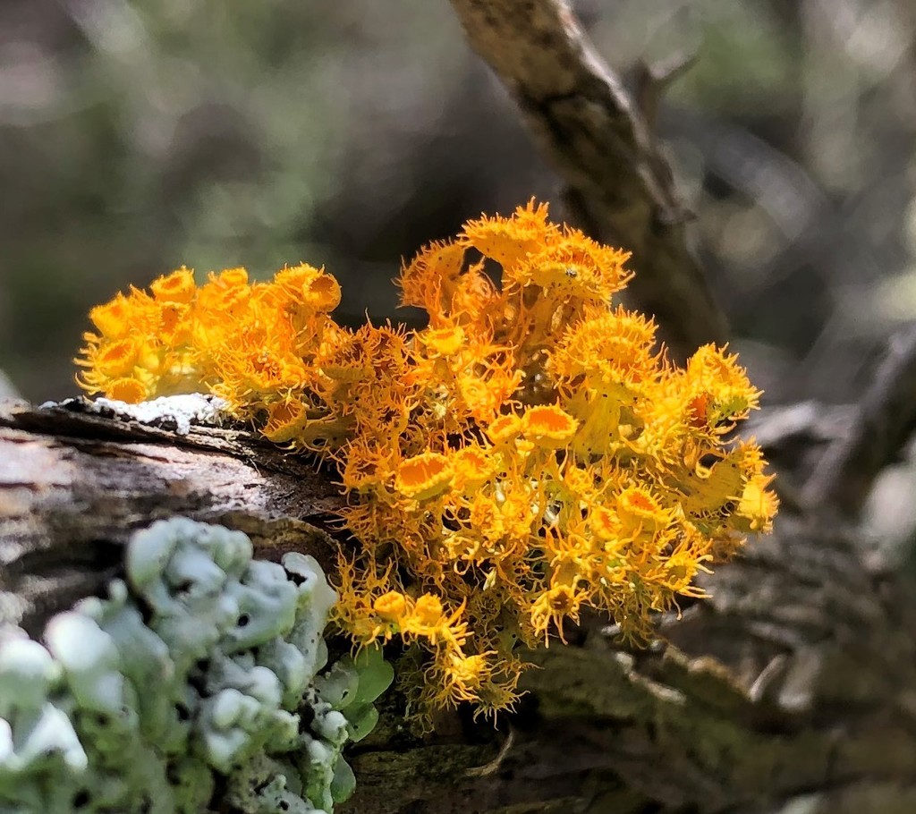 Golden-eye Lichen from Talapar SA 5271, Australia on October 9, 2021 at ...