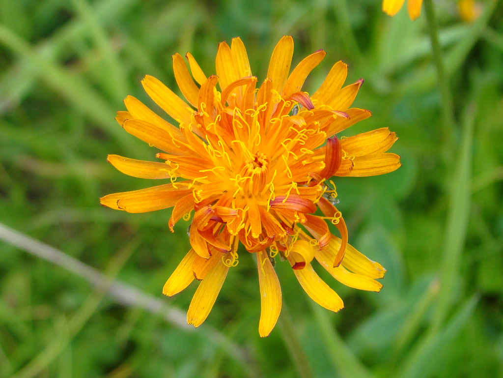 Golden Hawksbeard (Crepis aurea) - Botanical Realm