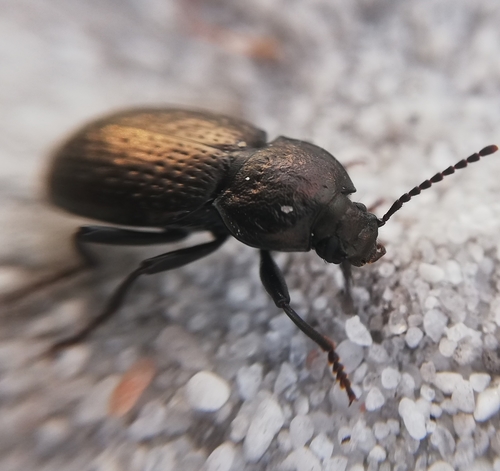 Adelium breviusculum · iNaturalist