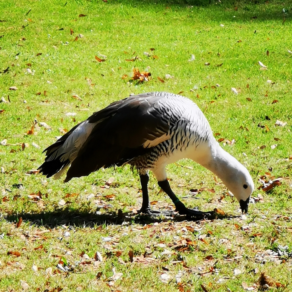 Upland Goose from Canton de Nantes-1, Nantes, France on October 9, 2021 ...