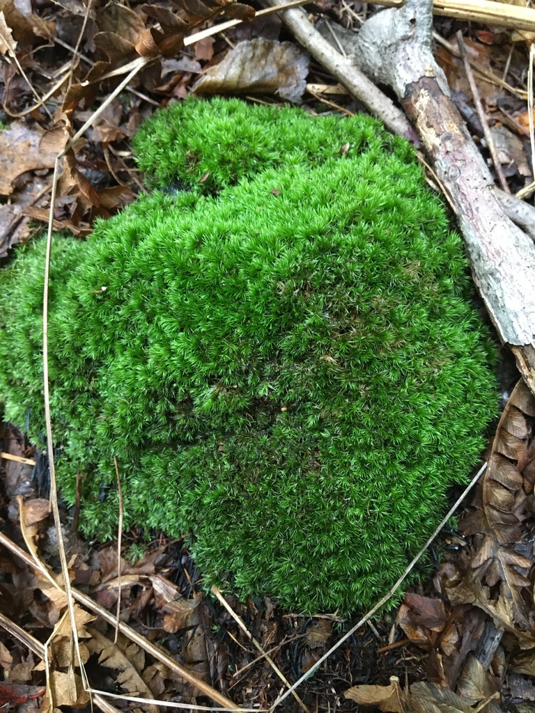 Whip Fork Moss from Watson Rd, Vernon Rockville, CT, US on October 09 ...