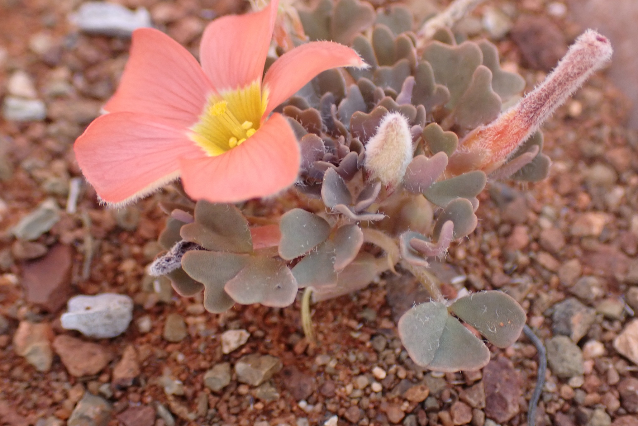 Oxalis annae F.Bolus