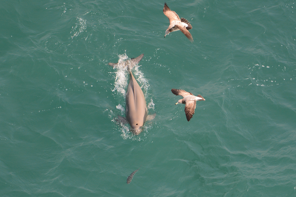 East Asian finless porpoise (Neophocaena sunameri) - Marine Life ...