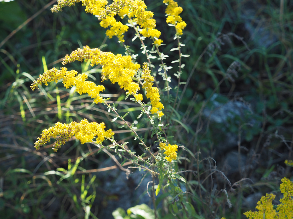 field goldenrod from Fairfax, Virginia, United States on October 8 ...