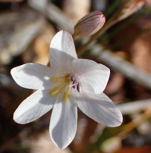 Short-tube Pale Triton (Subspecies Tritonia pallida taylorae ...