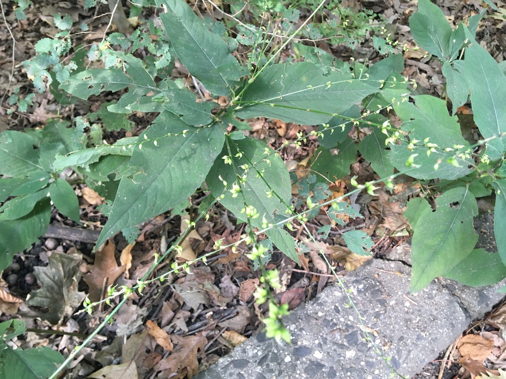 American jumpseed from Prospect Park, Brooklyn, NY on October 7, 2021 ...
