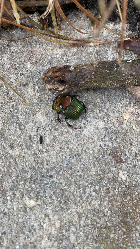 Phanaeus igneus from Gainesville on October 9, 2021 at 11:48 AM by ...