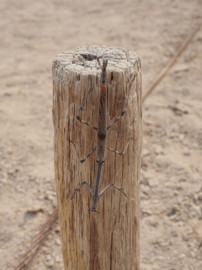 Giant African Stick Mantis from Oshikoto, Namibia on September 18, 2021 ...