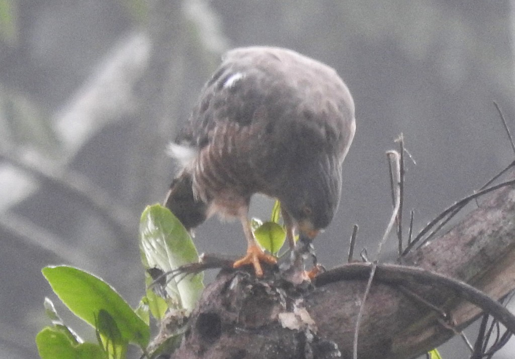 Roadside Hawk from Chiapas, México on September 28, 2021 at 08:01 AM by ...