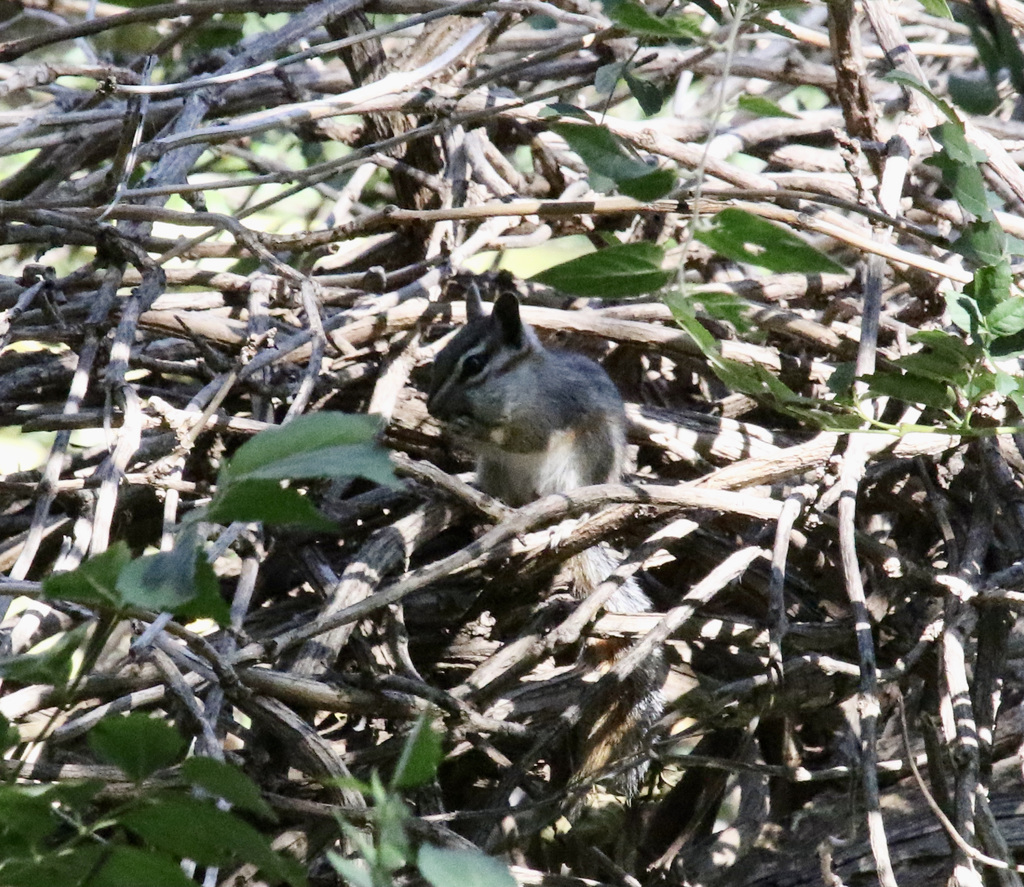 Cliff Chipmunk from Cochise County, AZ, USA on October 03, 2021 at 09: ...