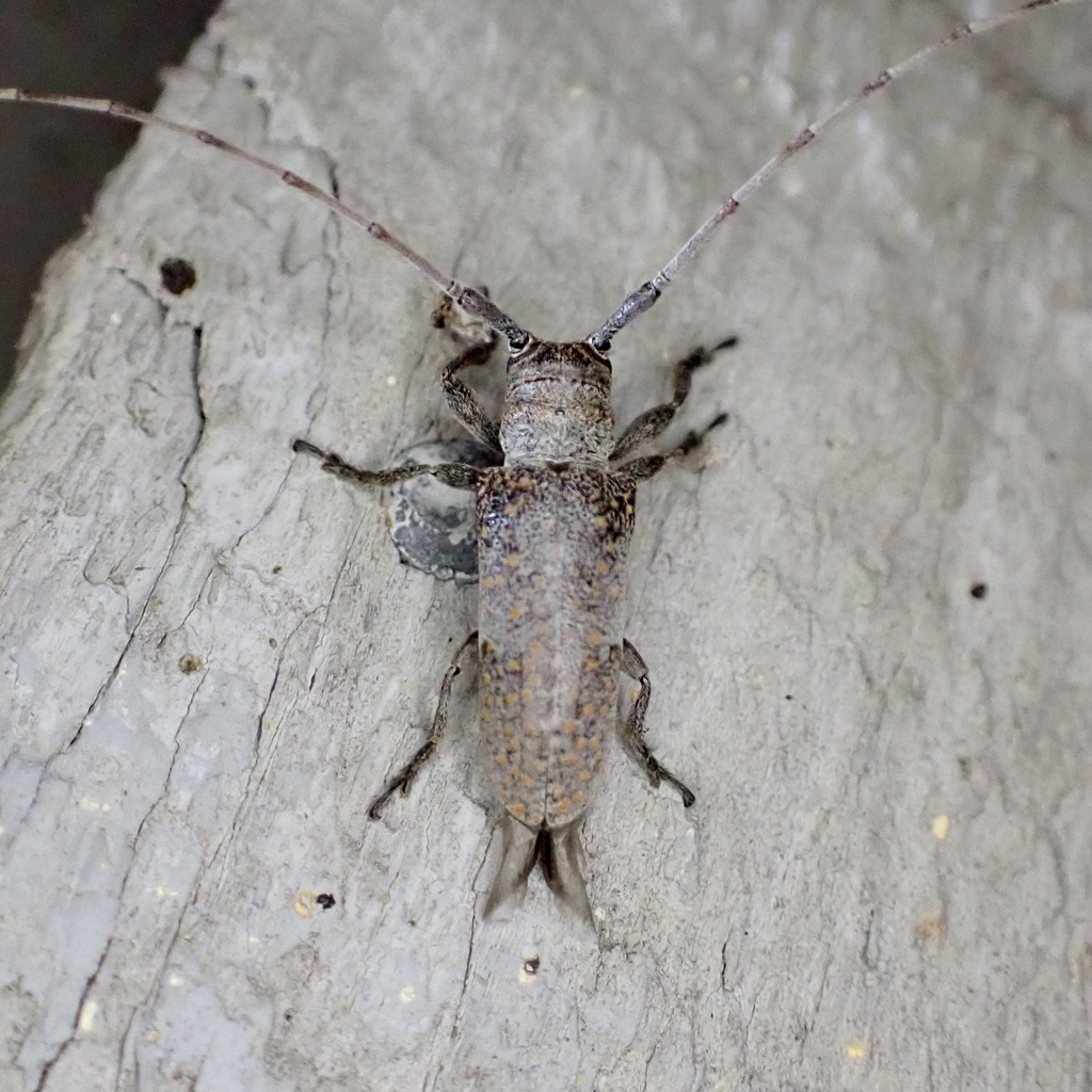 Twig Girdler Beetle from CR-47, Midway, AL, US on October 07, 2021 at ...