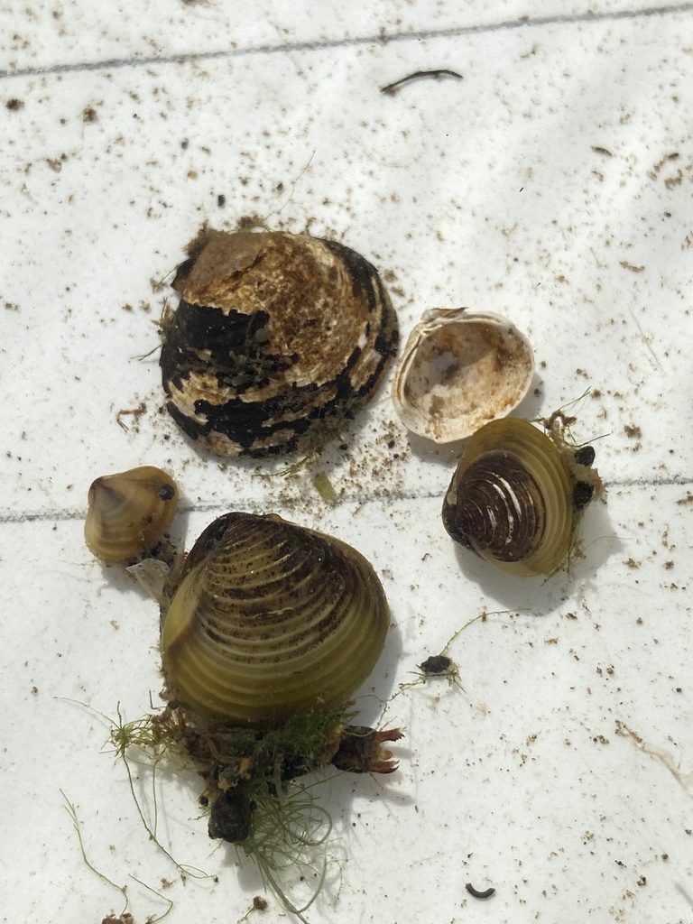 Asian Clam from Lewisville, TX, US on October 8, 2021 at 03:09 PM by ...