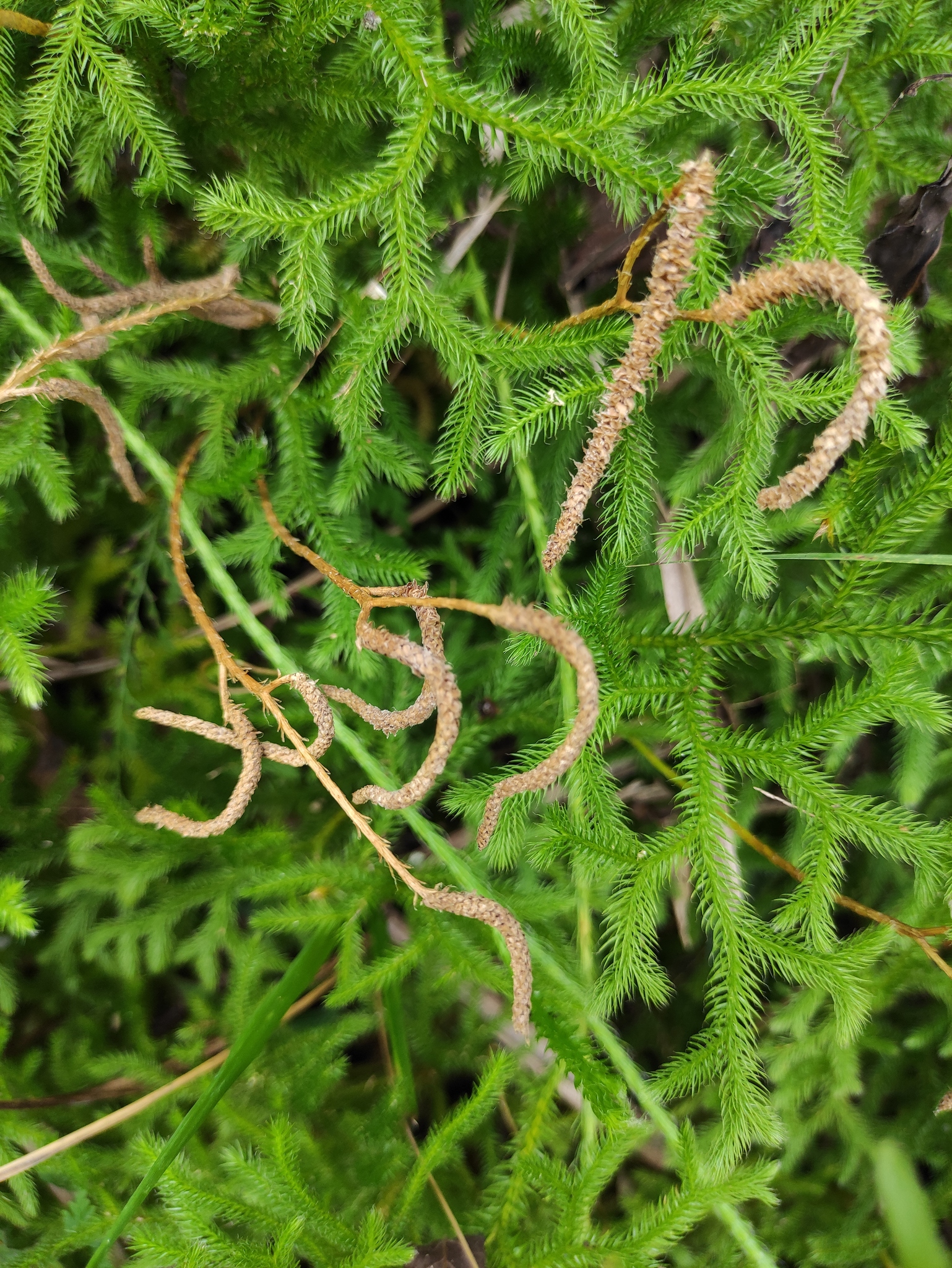 Lycopodium japonicum Thunb.