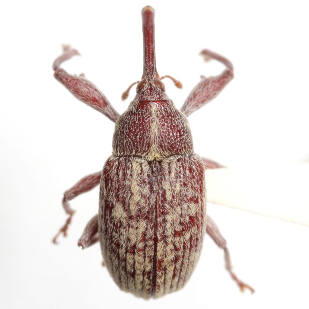 Cotton Boll Weevil from Riviera Beach, Kleberg County, Texas, USA on ...