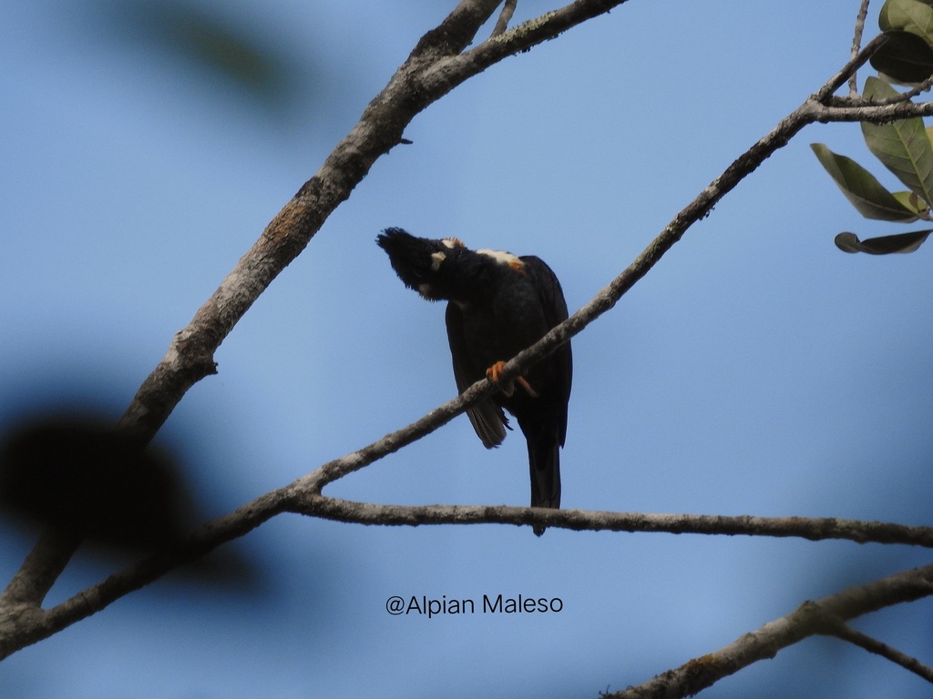 Helmeted Myna in October 2021 by Alpian Maleso · iNaturalist