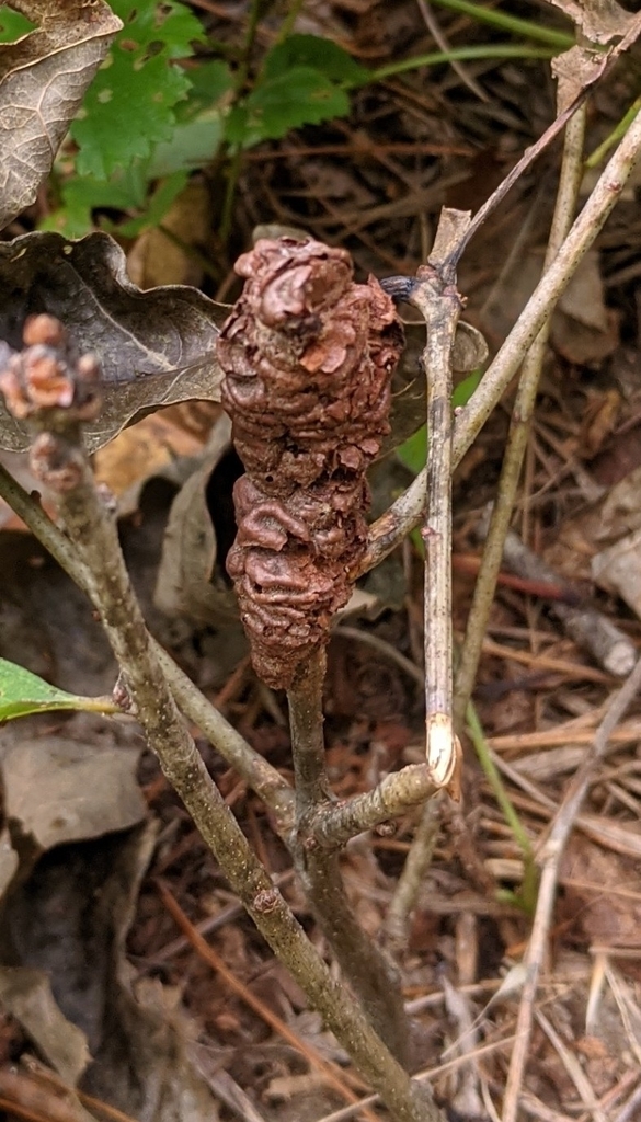 Oak Fig Gall Wasp from Teaticket, MA 02536, USA on October 9, 2021 at ...