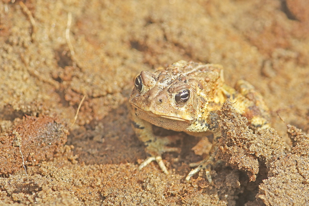 American Toad from Sainte-Marthe-du-Cap, Trois-Rivières, QC, Canada on ...