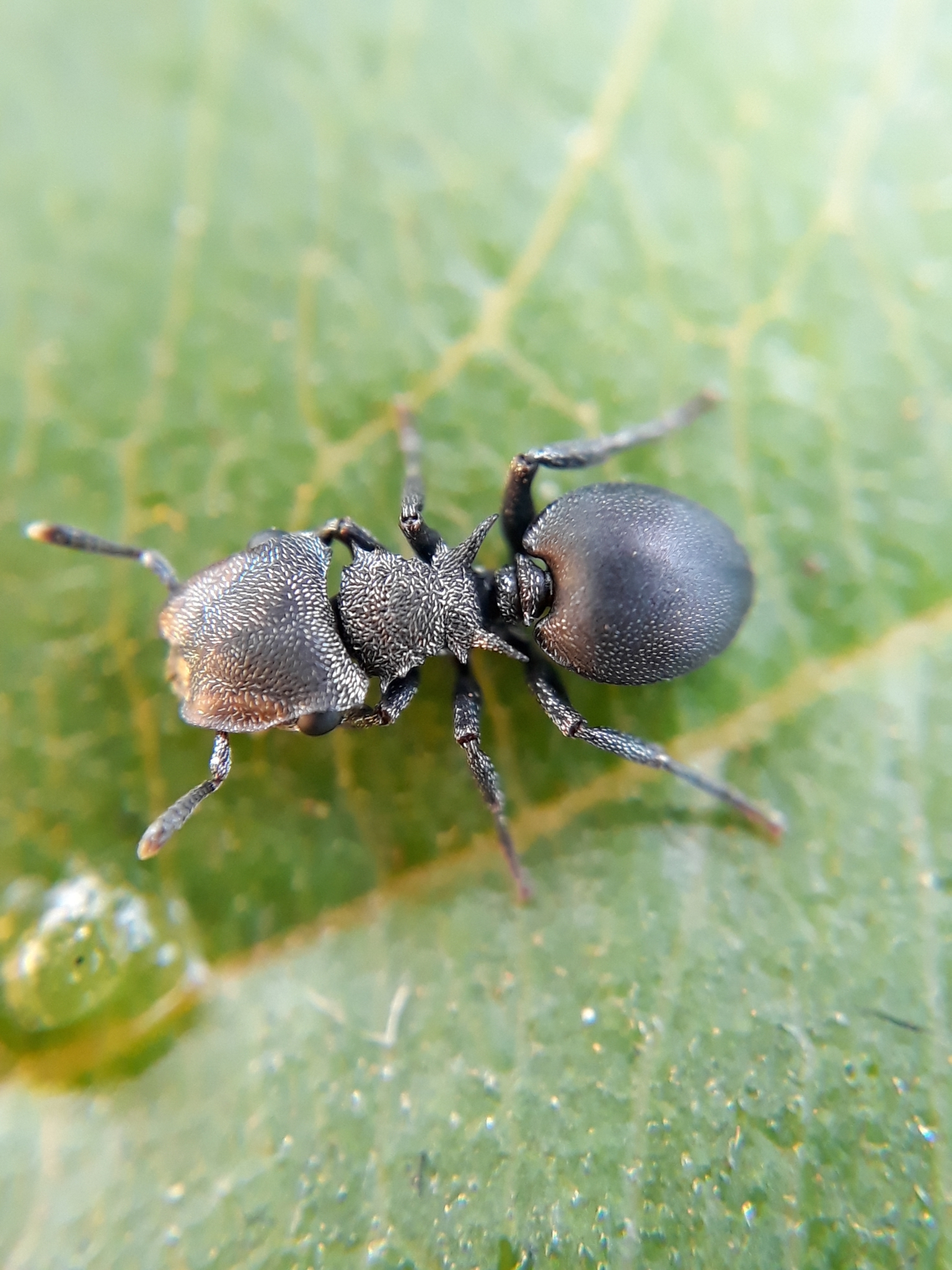 Cephalotes pusillus (Klug, 1824)