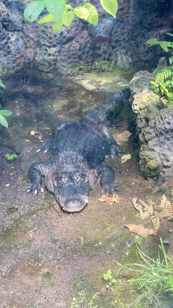 American Alligator from Cincinnati on October 9, 2021 at 01:41 PM by ...