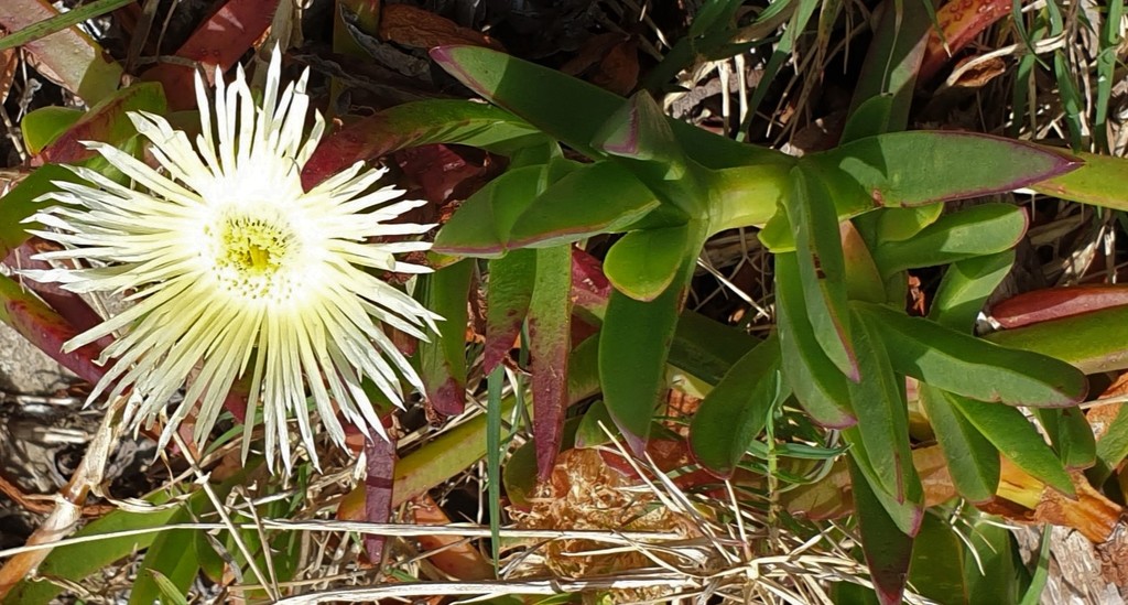 sea fig from Sydney NSW, Australia on October 07, 2021 at 11:21 AM by ...