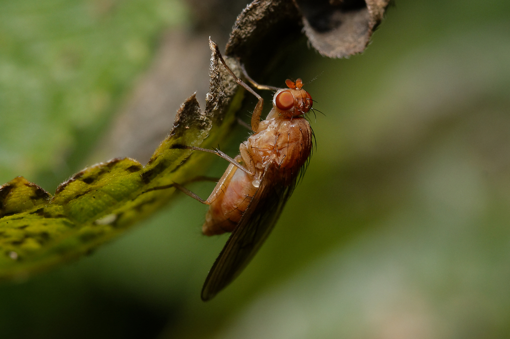 Suillia in October 2021 by sylvester_k · iNaturalist