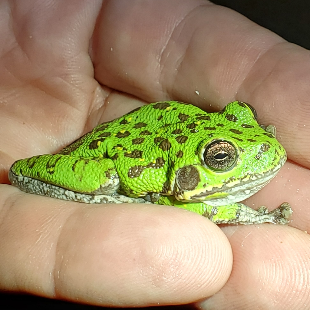 Barking Tree Frog from Dauphin Island, AL 36528, USA on October 8, 2021 ...