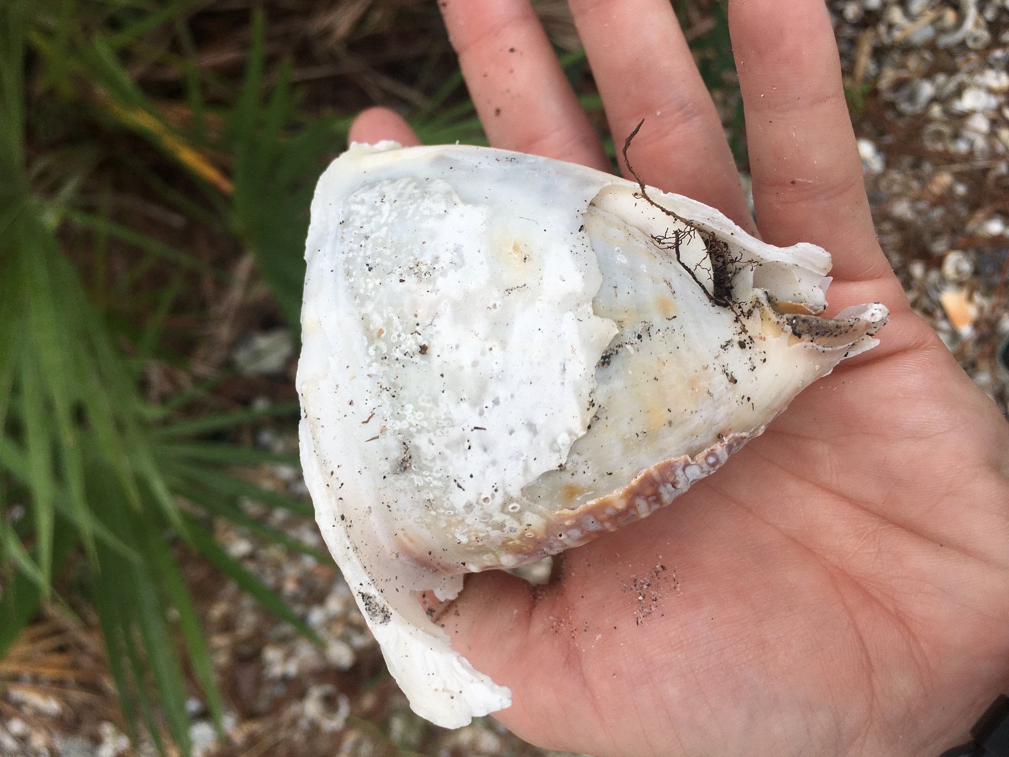 Cassis madagascariensis Lamarck, 1822